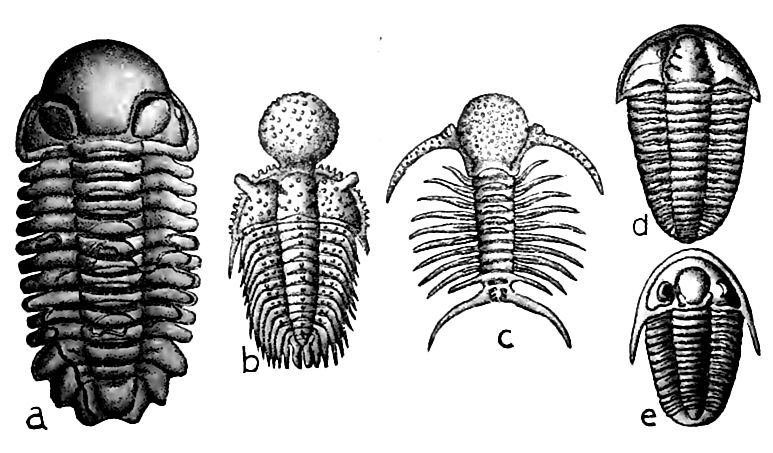 CAPÍTULO XVIII EL PERIODO SILÚRICO (SILÚRICO SUPERIOR) | Urantiapedia